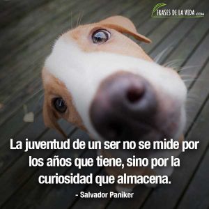 80 Frases sobre la curiosidad muy interesantes [Con Imágenes]