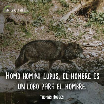 80 Frases de Lobos | Un animal repleto de misticismo - Frases de la vida