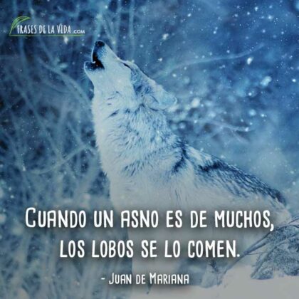 80 Frases de Lobos | Un animal repleto de misticismo - Frases de la vida