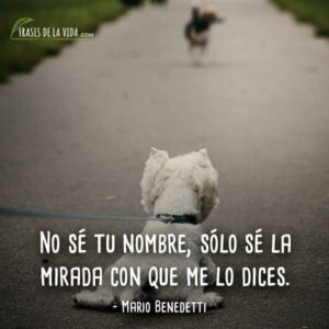 100 Frases de Miradas | Cuando hablan más que las palabras